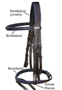 Exploring parts of a bridle - A Guide to Bridle Anatomy.
