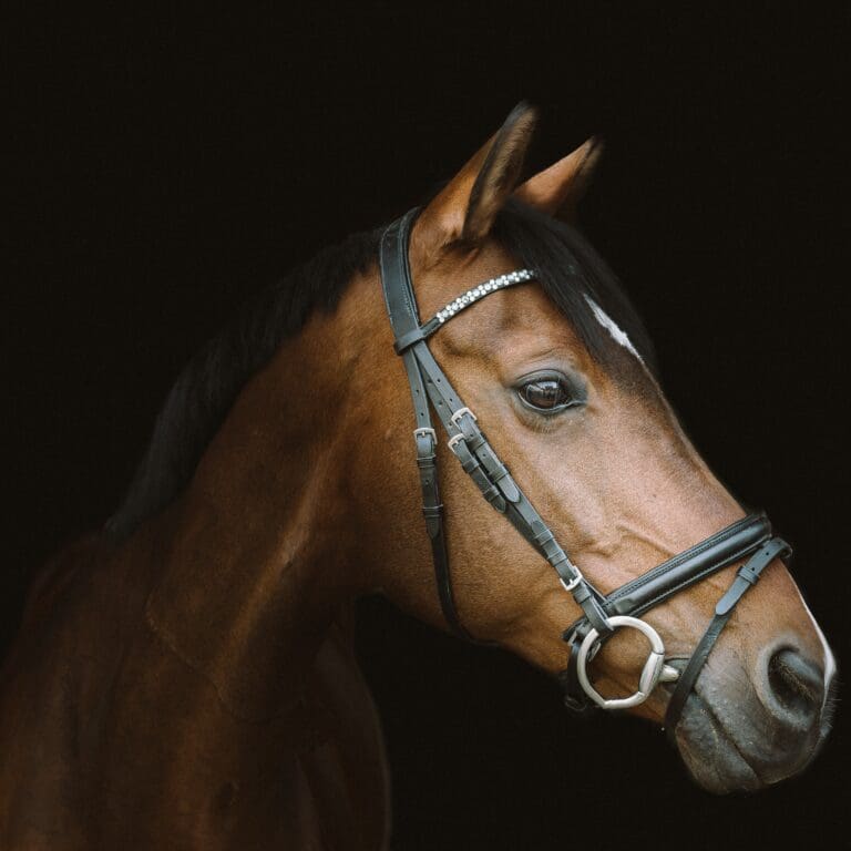 Parts of a bridle - A comprehensive guide | Pink Equine